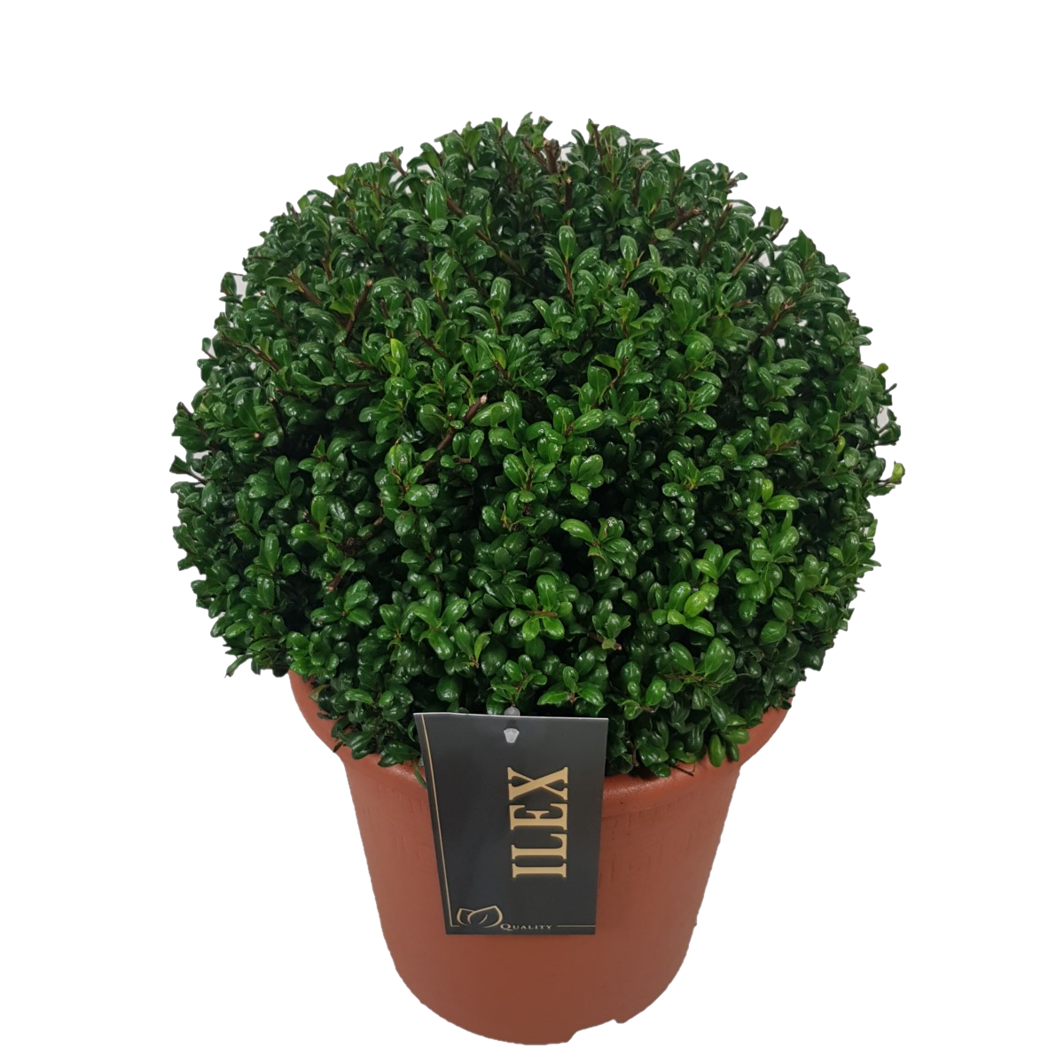Ilex cr. Convexa bol 30-+ - Ad Bouman Tuinplanten