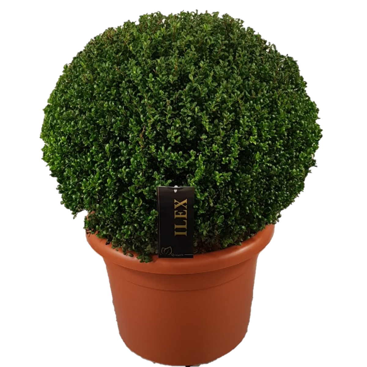 Prunus Lusitanica bol 50-55 - Ad Bouman Tuinplanten