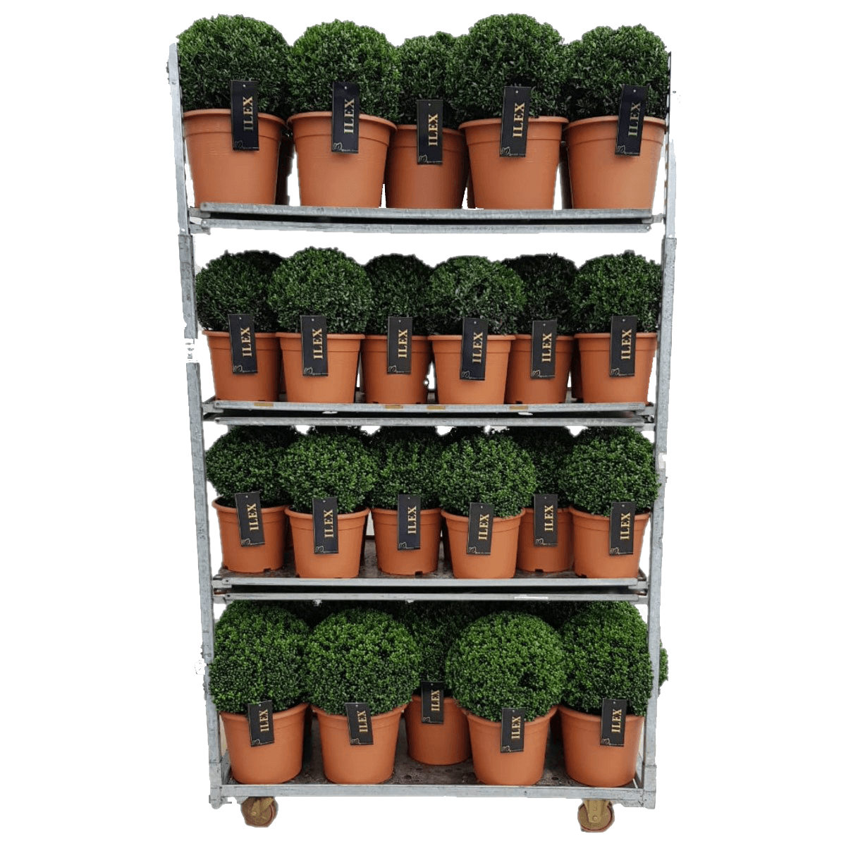 Ilex Mix cc 1 - Ad Bouman Tuinplanten