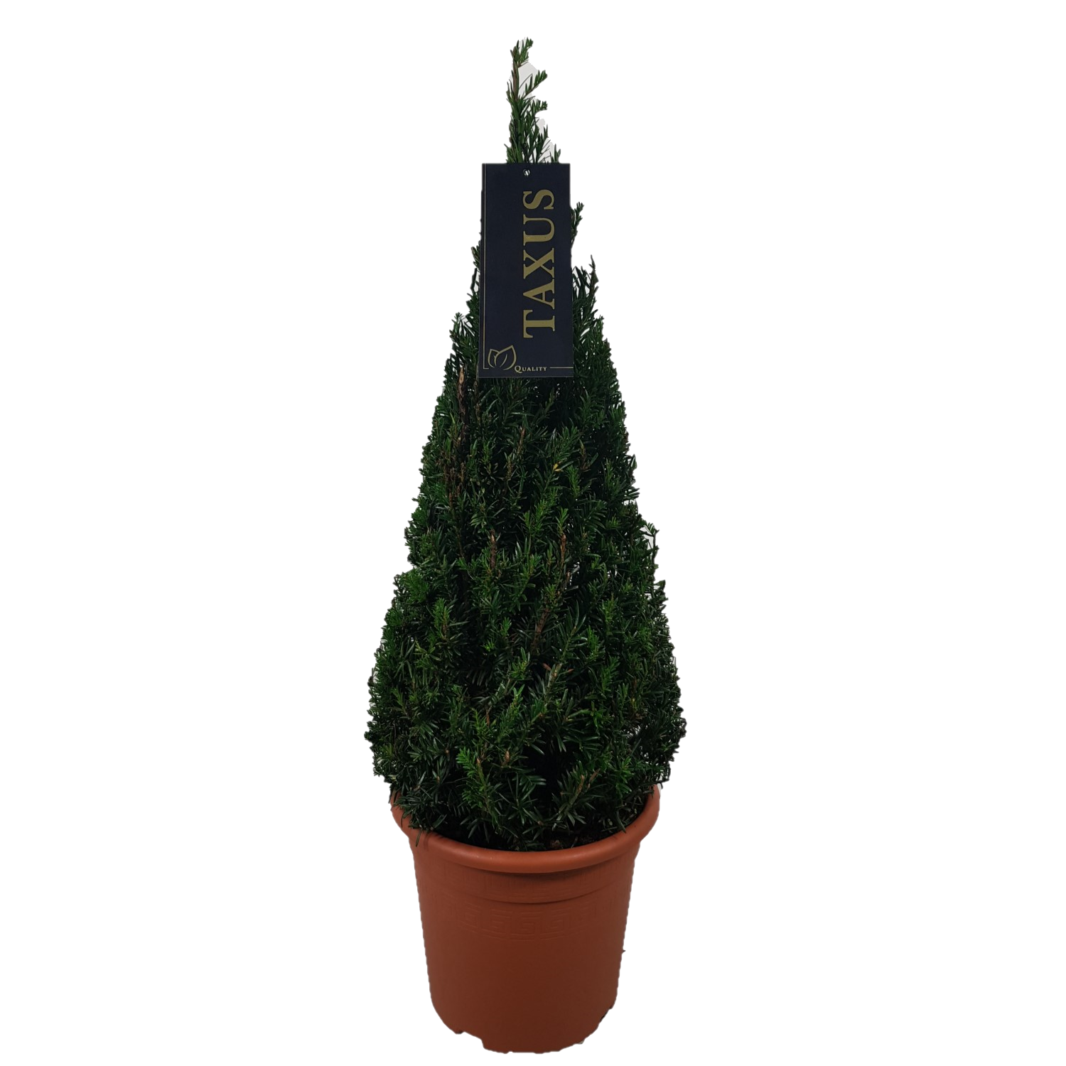 Taxus baccata pyramide 60-+ - Ad Bouman Tuinplanten