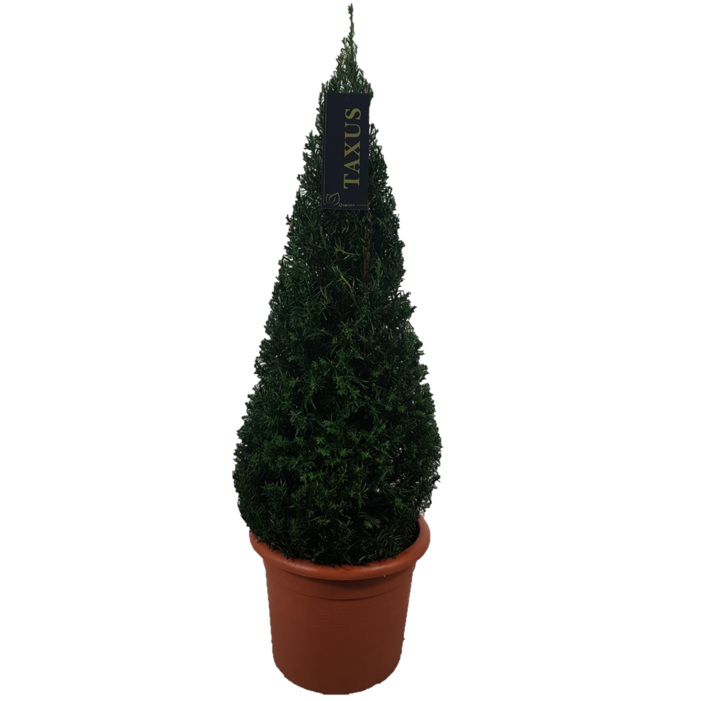 Taxus mix cc 4 - Ad Bouman Tuinplanten
