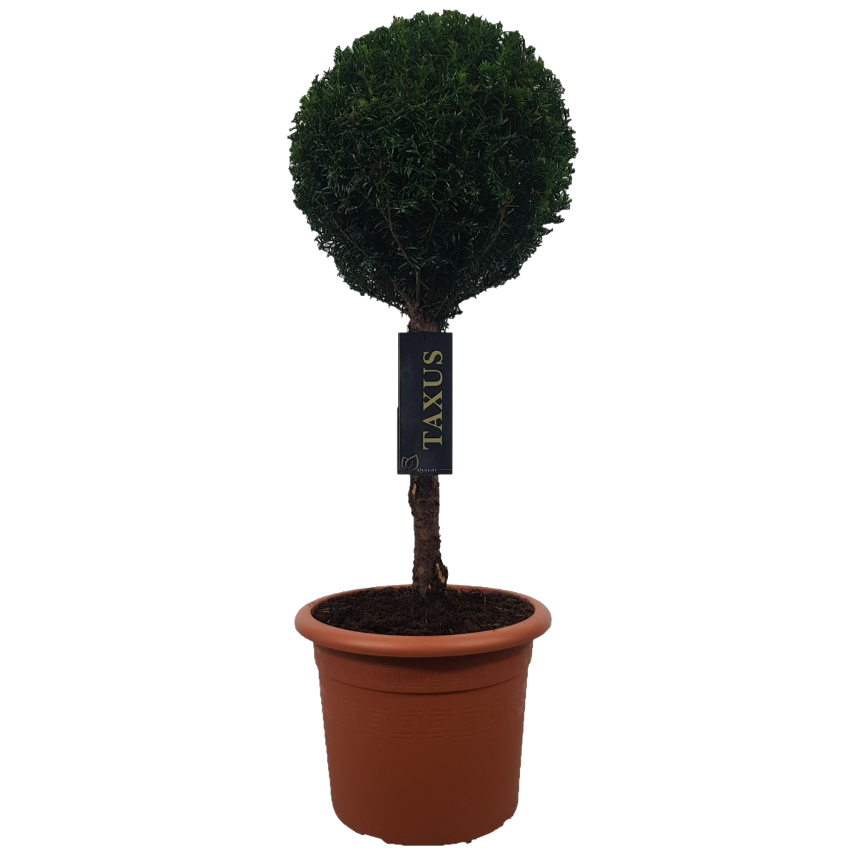 Taxus baccata bol stam 30 ⌀ 30 - Ad Bouman Tuinplanten